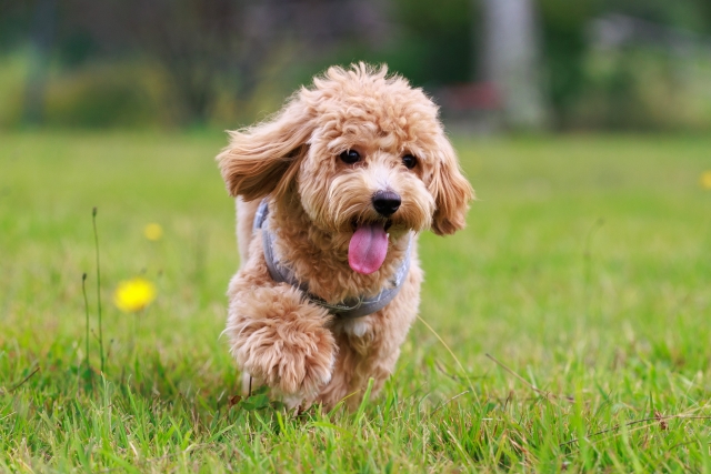 NAGI dog glamping ena | え～な恵那【岐阜県恵那市観光サイト】一般社団法人恵那市観光協会